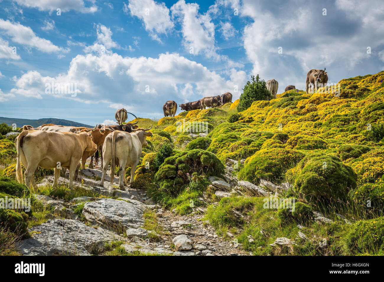 Cows in the mountains - pyrenees,Spain Stock Photo - Alamy