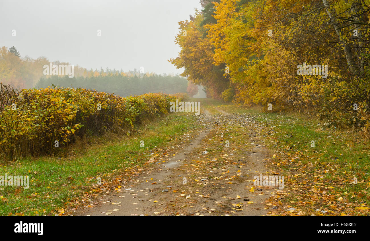 Autumnal landscape with sandy road in moist forest Stock Photo - Alamy