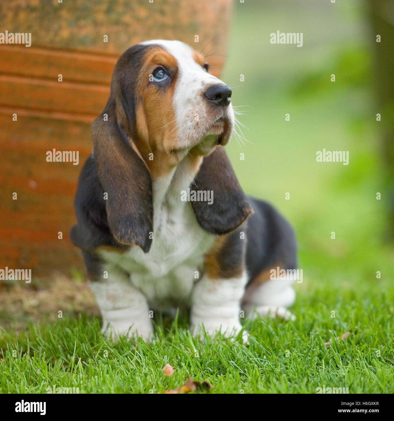 New puppy in home hi-res stock photography and images - Alamy