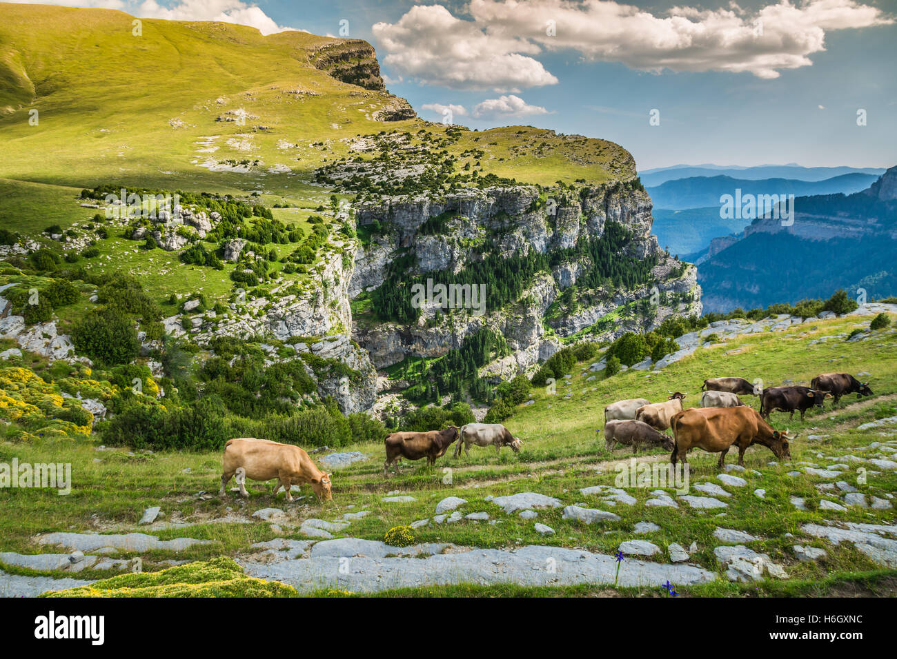 Cows in the mountains - pyrenees,Spain Stock Photo - Alamy