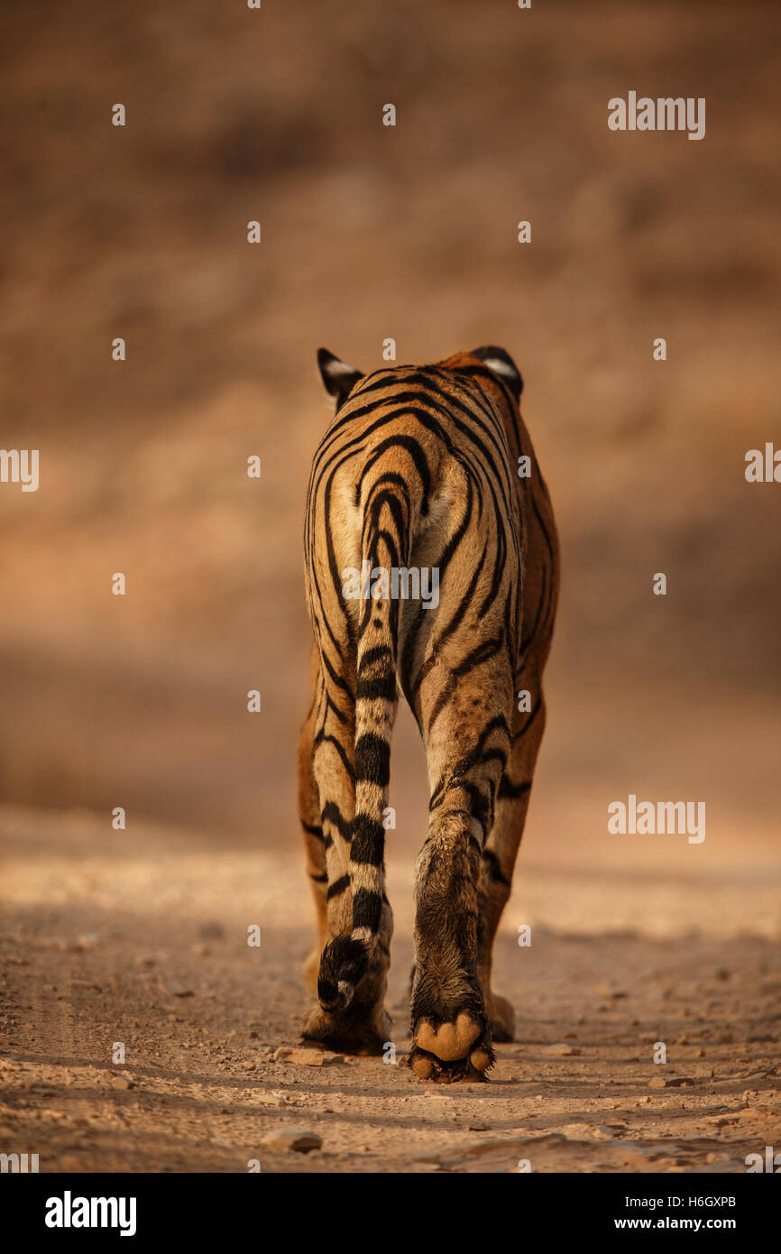 Tiger roar isolated hi-res stock photography and images - Alamy