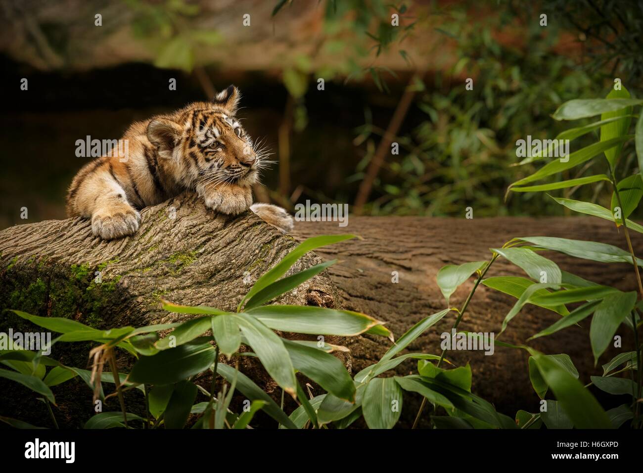 Tiger cub hi-res stock photography and images - Alamy