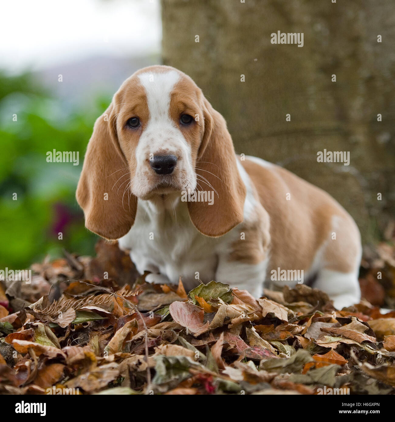 Puppy fall leaves hi-res stock photography and images - Alamy