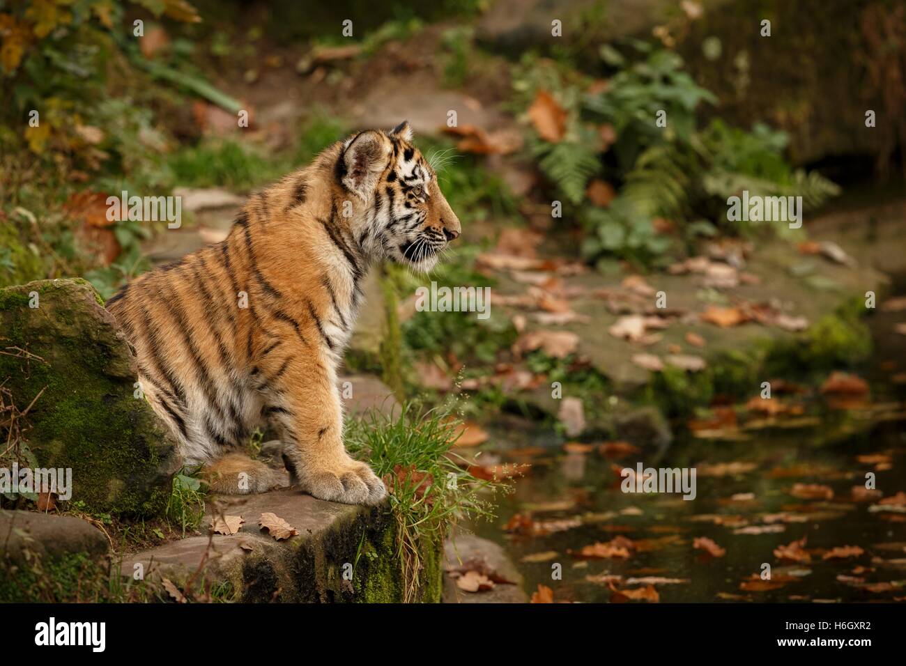 Beautiful tiger cub are resting/captive cat in zoo/Nurnberg in Germany ...