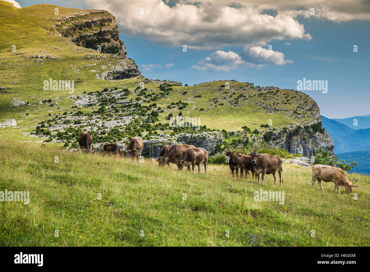 Cows in the mountains - pyrenees,Spain Stock Photo - Alamy