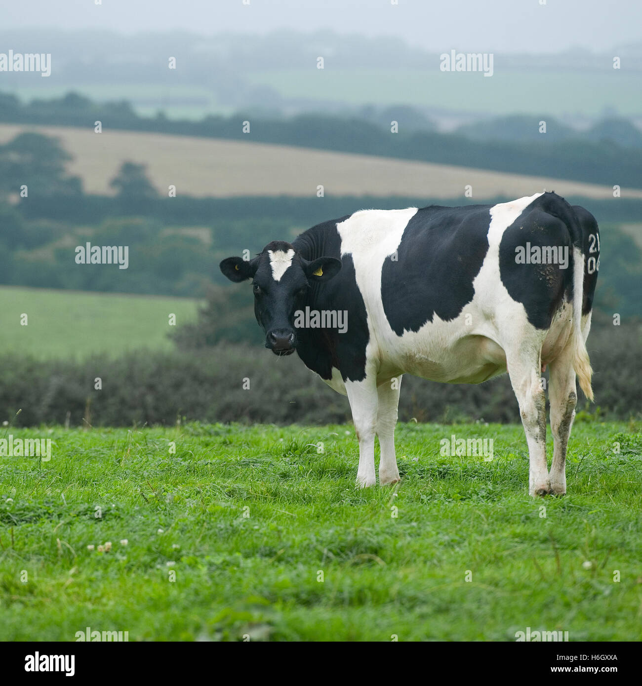 Heifer hi-res stock photography and images - Alamy