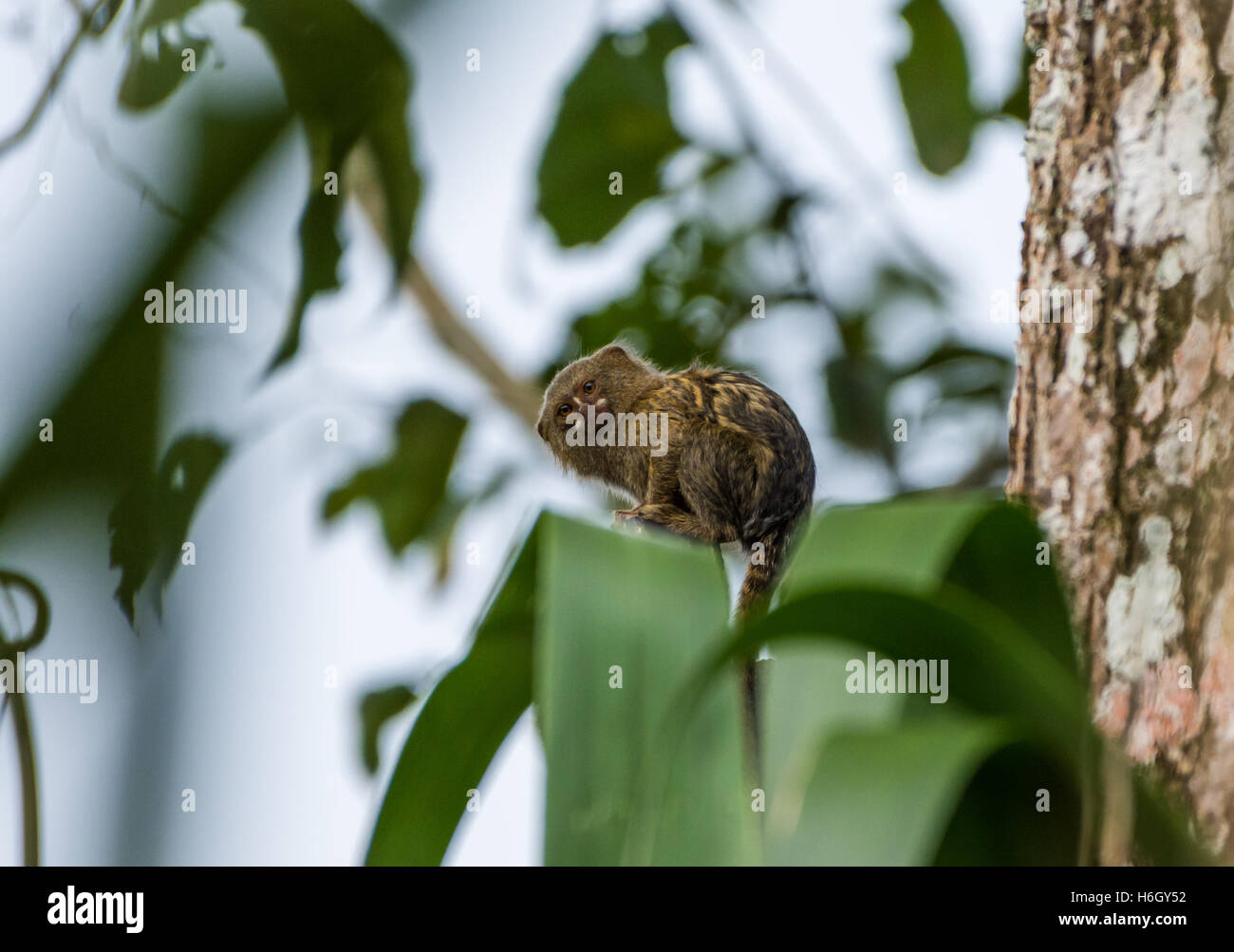 A tiny Pygmy Marmoset (Callithrix pygmaea), the smallest monkey in the ...