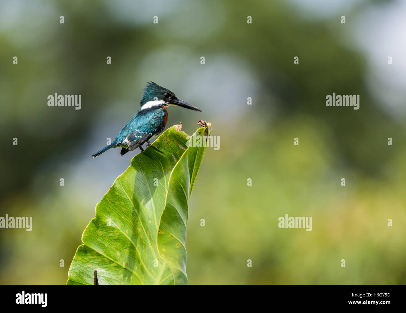 An Amazon Kingfisher (Chloroceryle amazona) perched on a banana leaf in ...