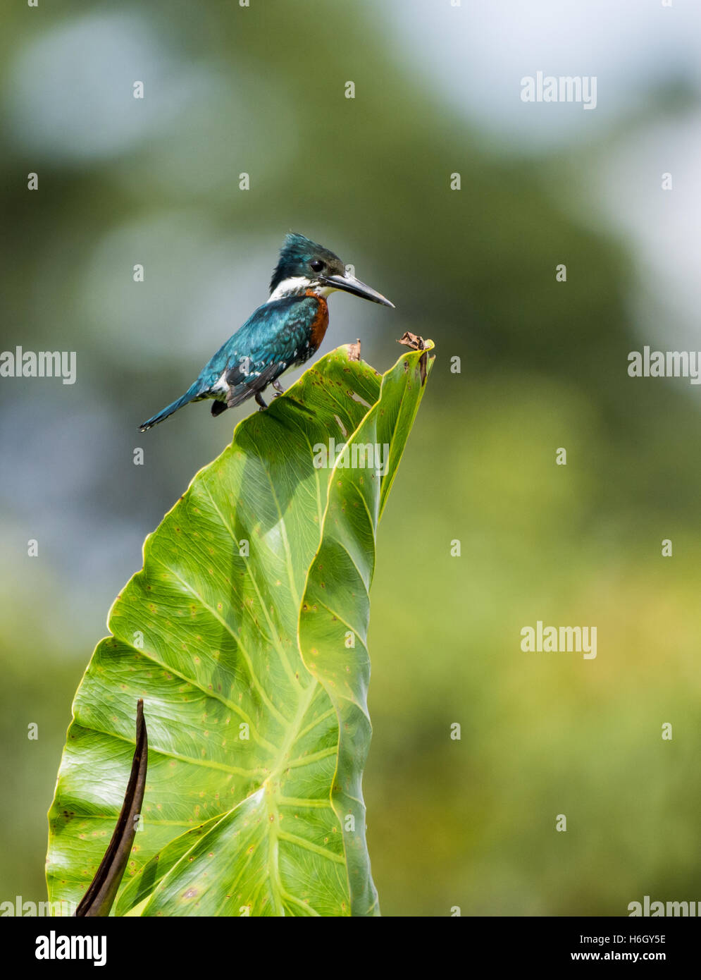 Amazona kingfisher hi-res stock photography and images - Alamy