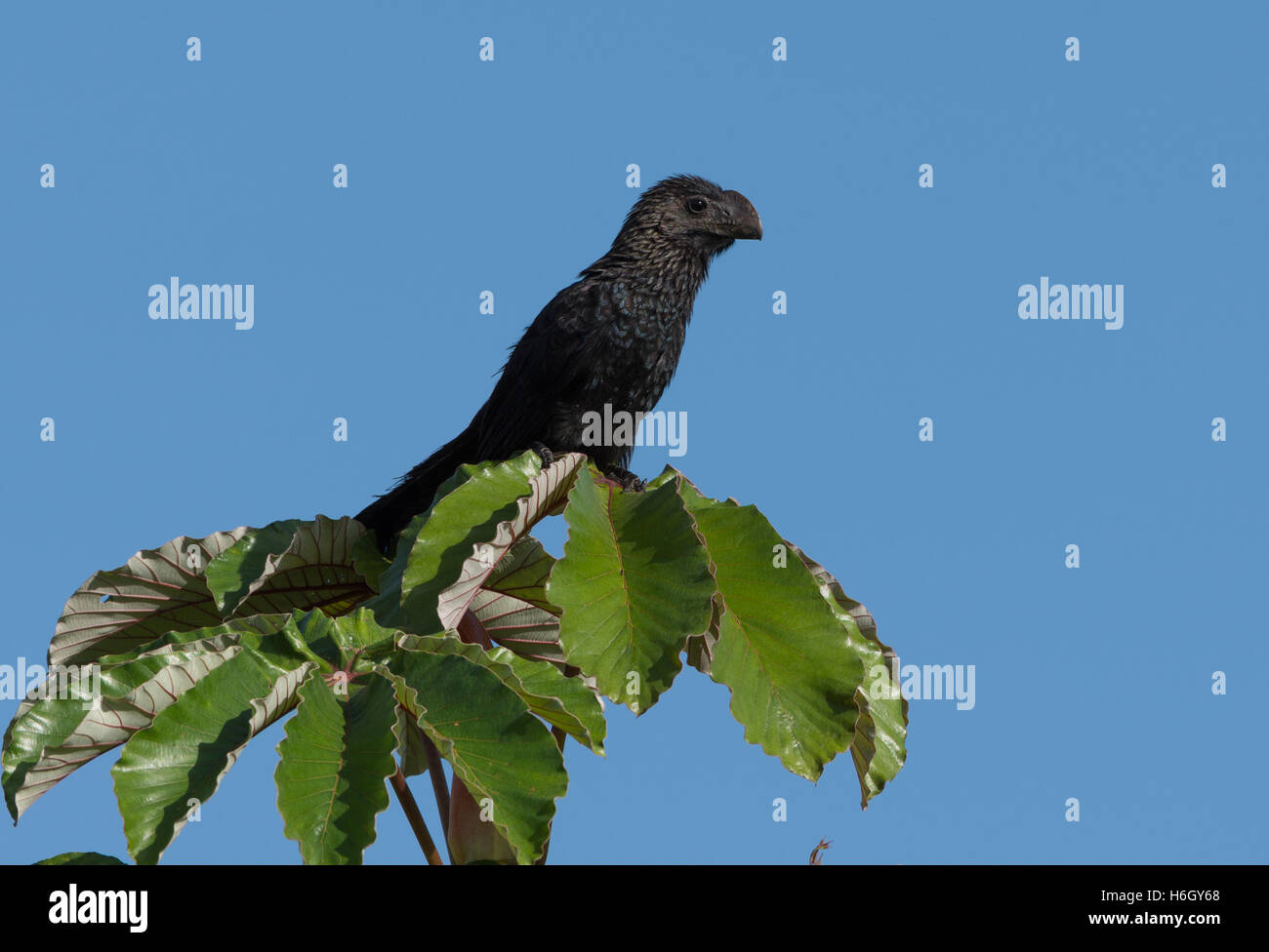A Smooth-billed Ani (Crotophaga ani) perched on a tree top in Amazon ...