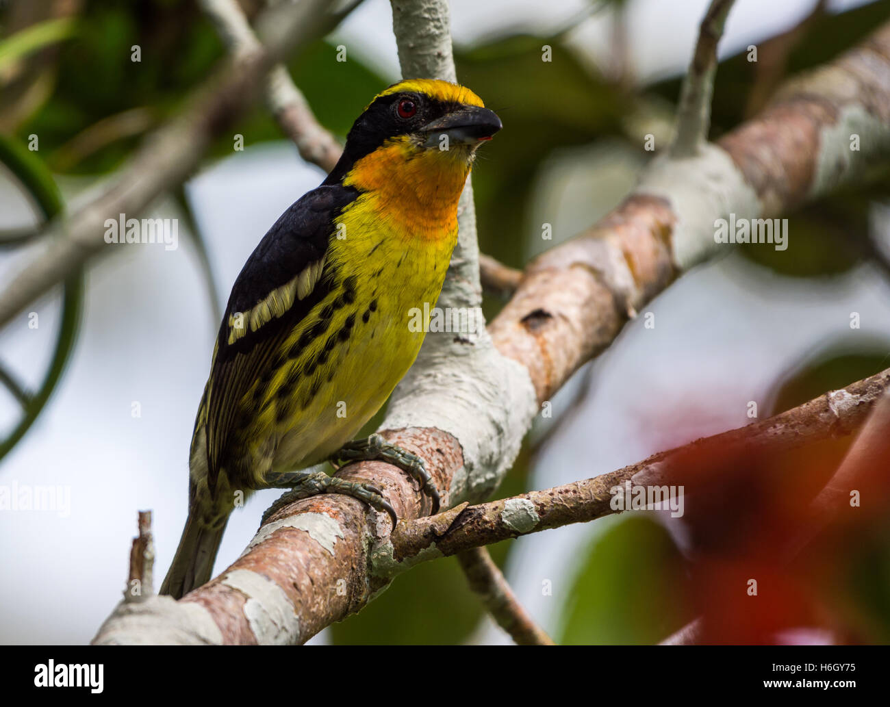American barbet hi-res stock photography and images - Alamy