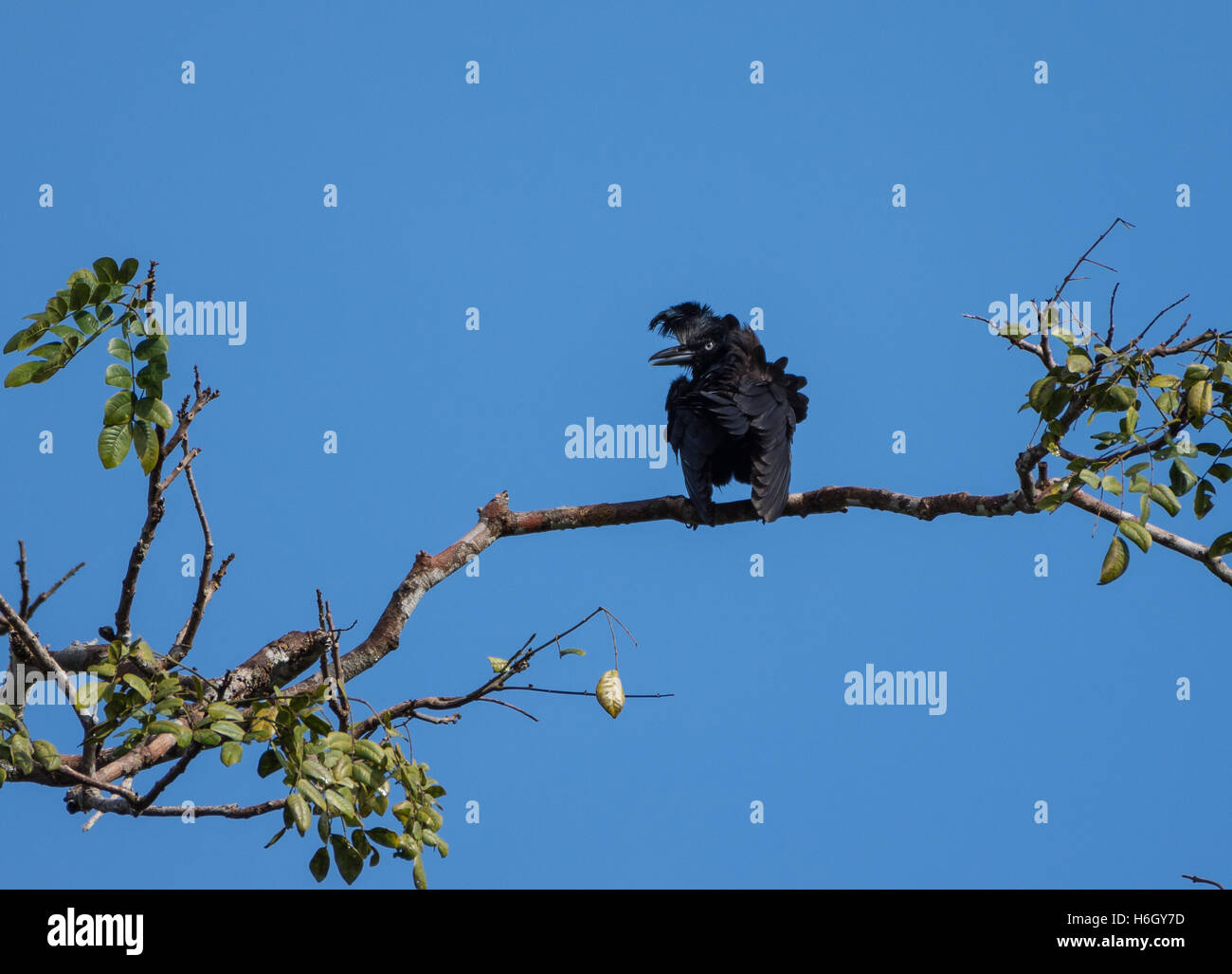 An Amazonian Umbrellabird (Cephalopterus ornatus) perched on a branch ...