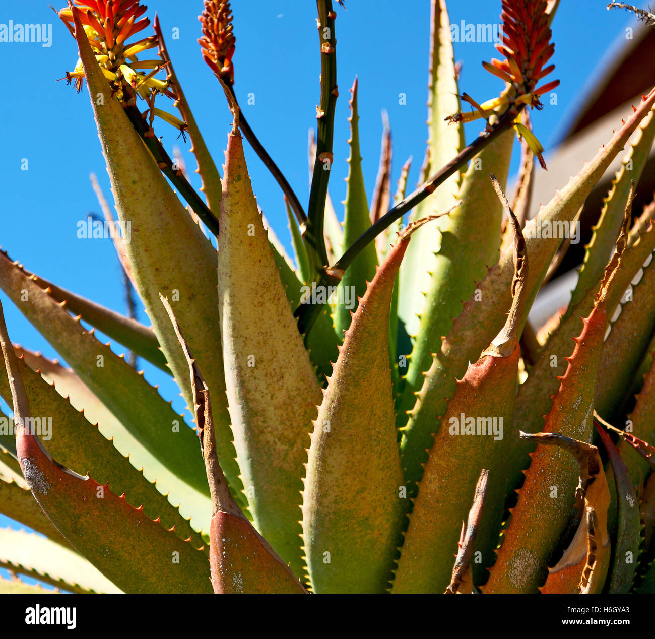 blur in south africa abstract leaf of cactus plant and light Stock ...