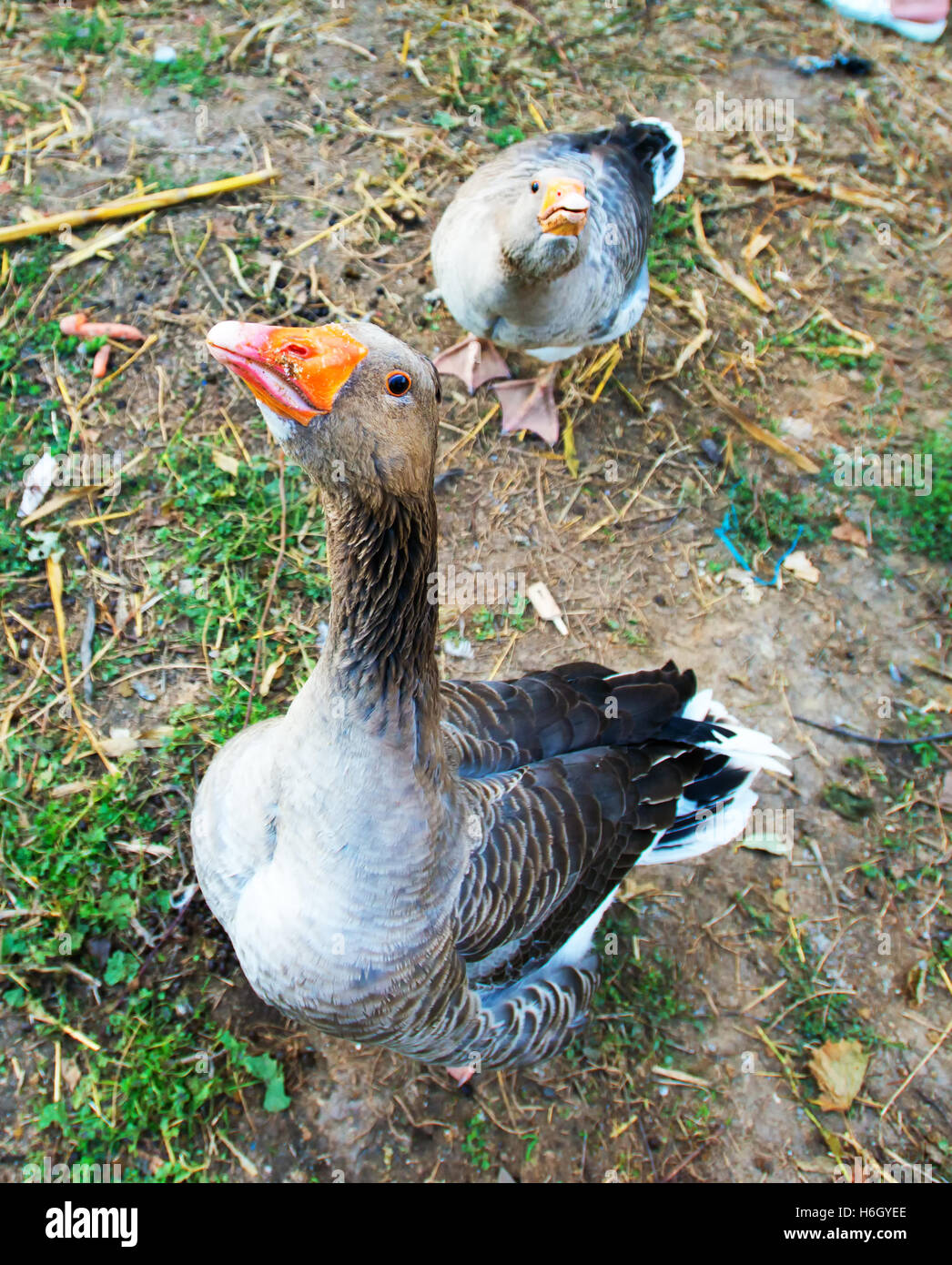 Bird countryside hi-res stock photography and images - Alamy