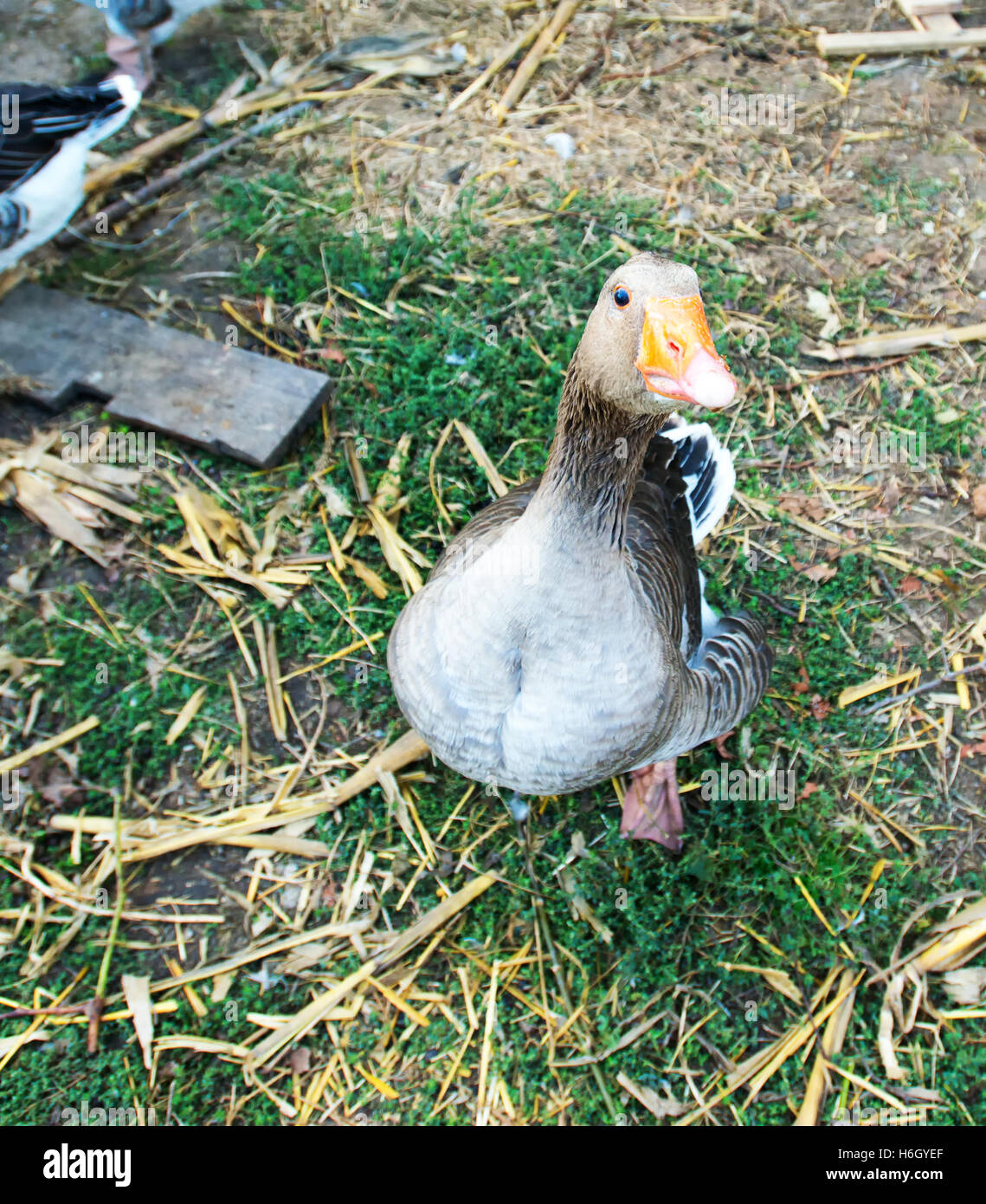 portrait of a goose on a farm Stock Photo - Alamy