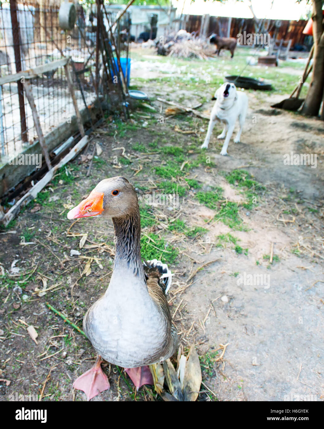 portrait of a goose on a farm Stock Photo - Alamy