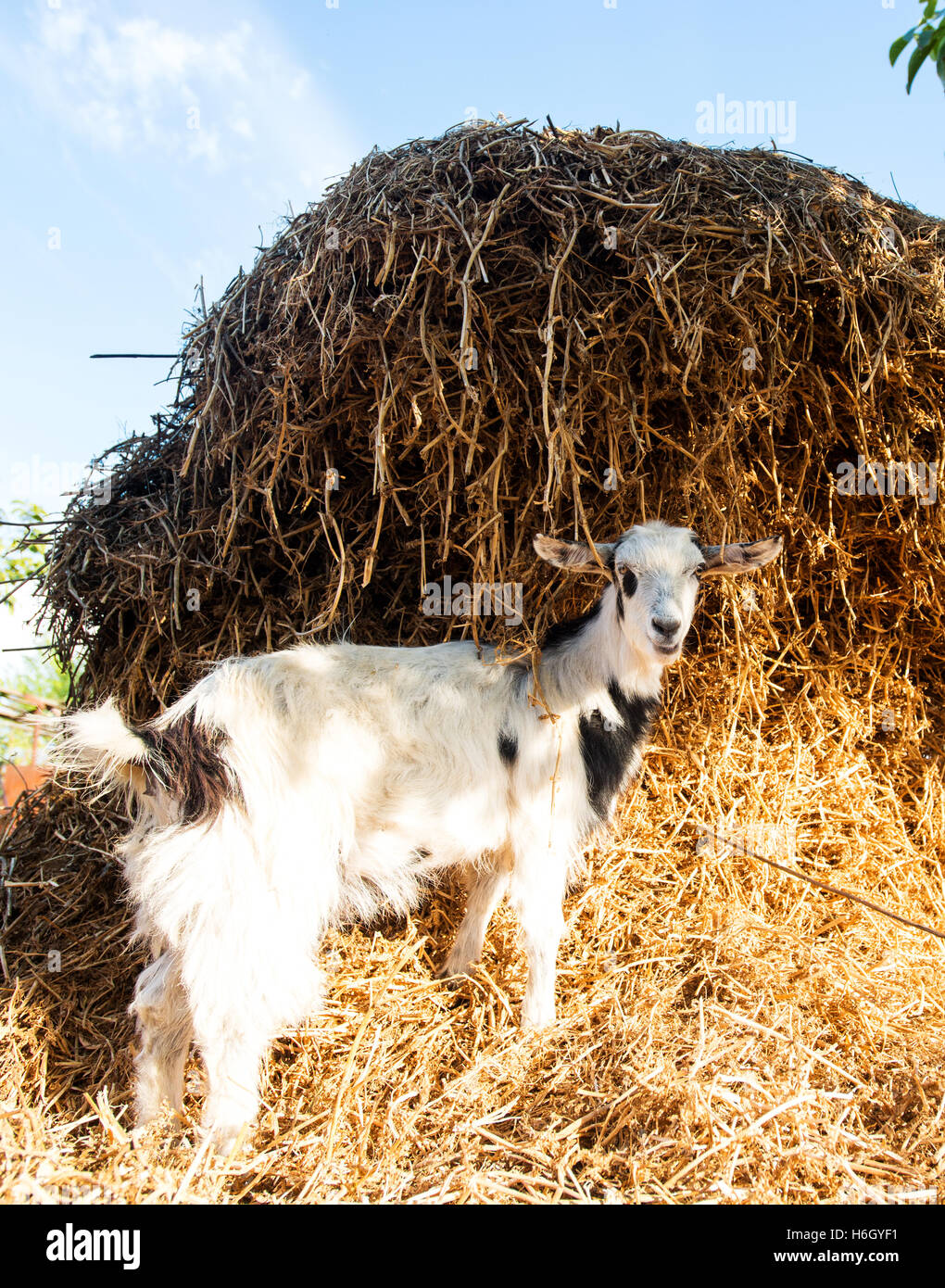 Young domestic goat on background of straw bale Stock Photo - Alamy