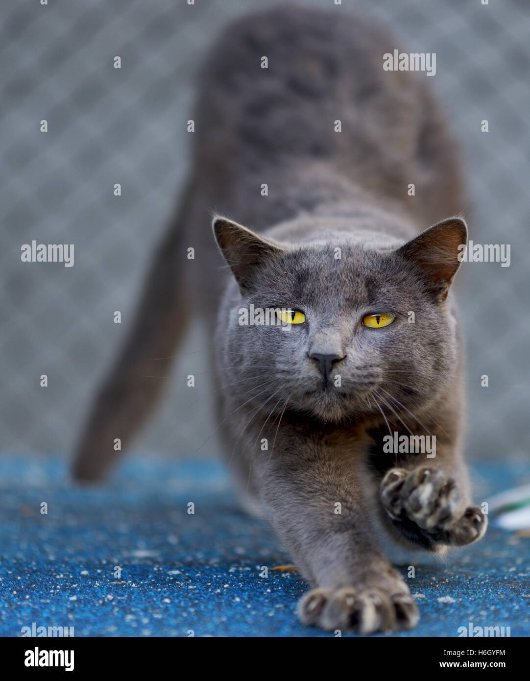 The cute gray cat Stock Photo - Alamy