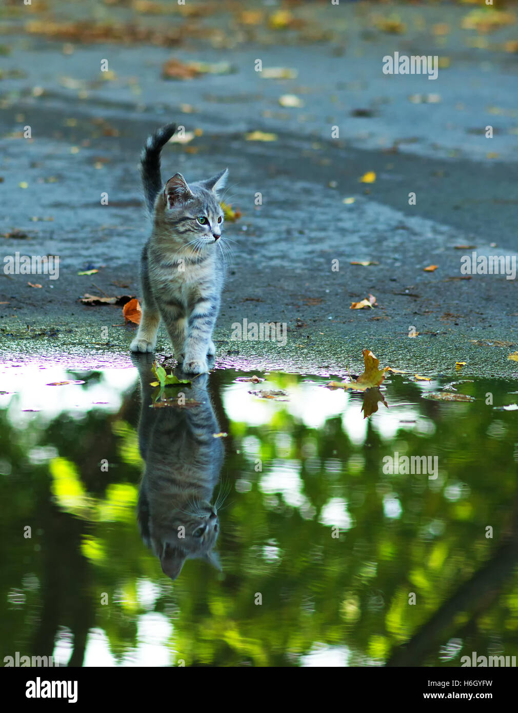 Rain puddle reflection hi-res stock photography and images - Alamy