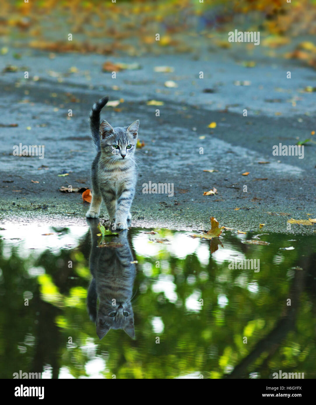 cat sitting at the edge of rain puddle. reflection in the water Stock ...