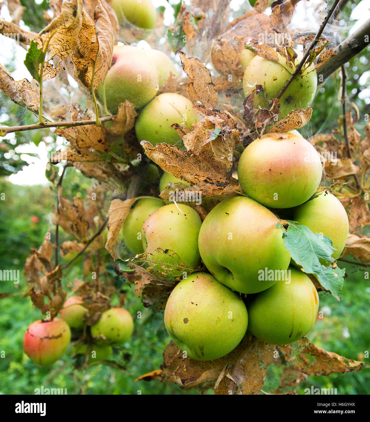 Rotten apple worm hi-res stock photography and images - Alamy