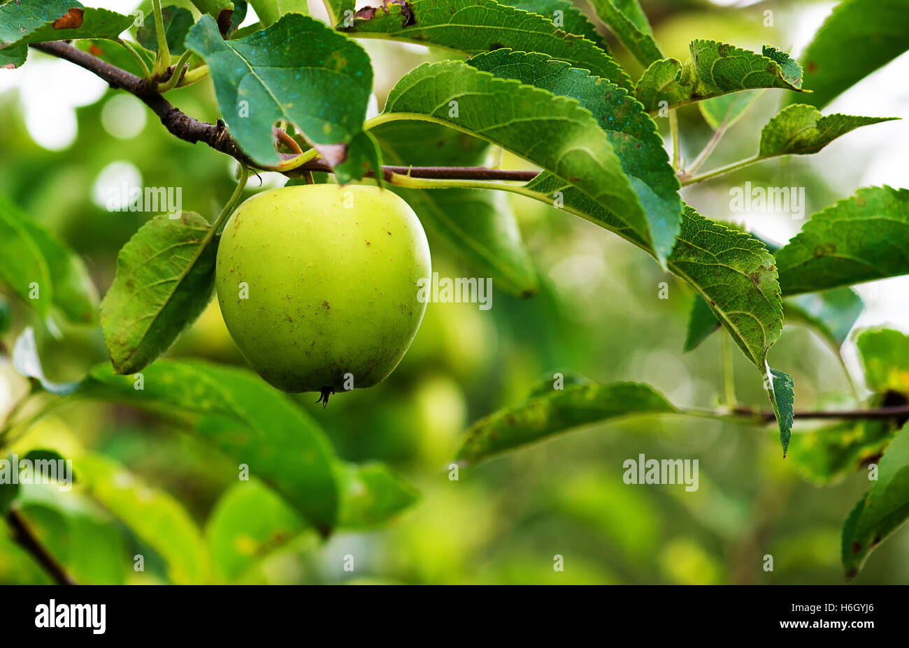 Close up green apple hi-res stock photography and images - Alamy