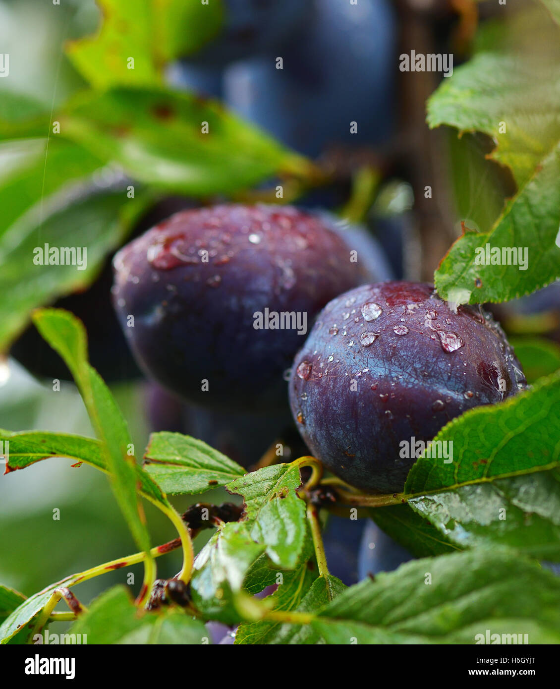 Ripe prunes hi-res stock photography and images - Alamy
