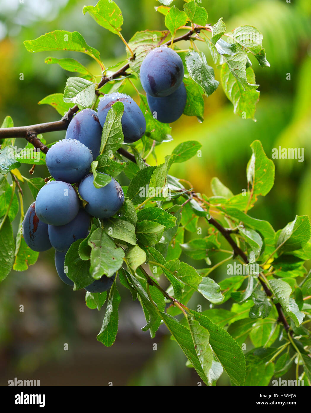ripe prunes at a branch before harvest Stock Photo - Alamy