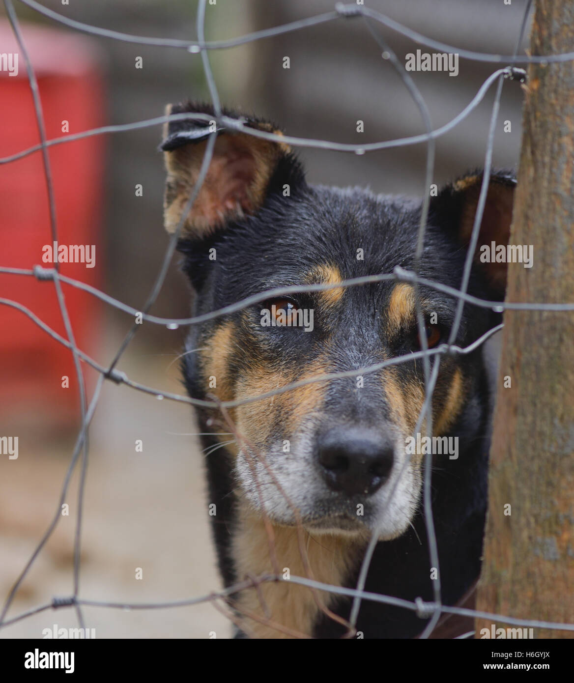 Stray dog behind fence hi-res stock photography and images - Alamy