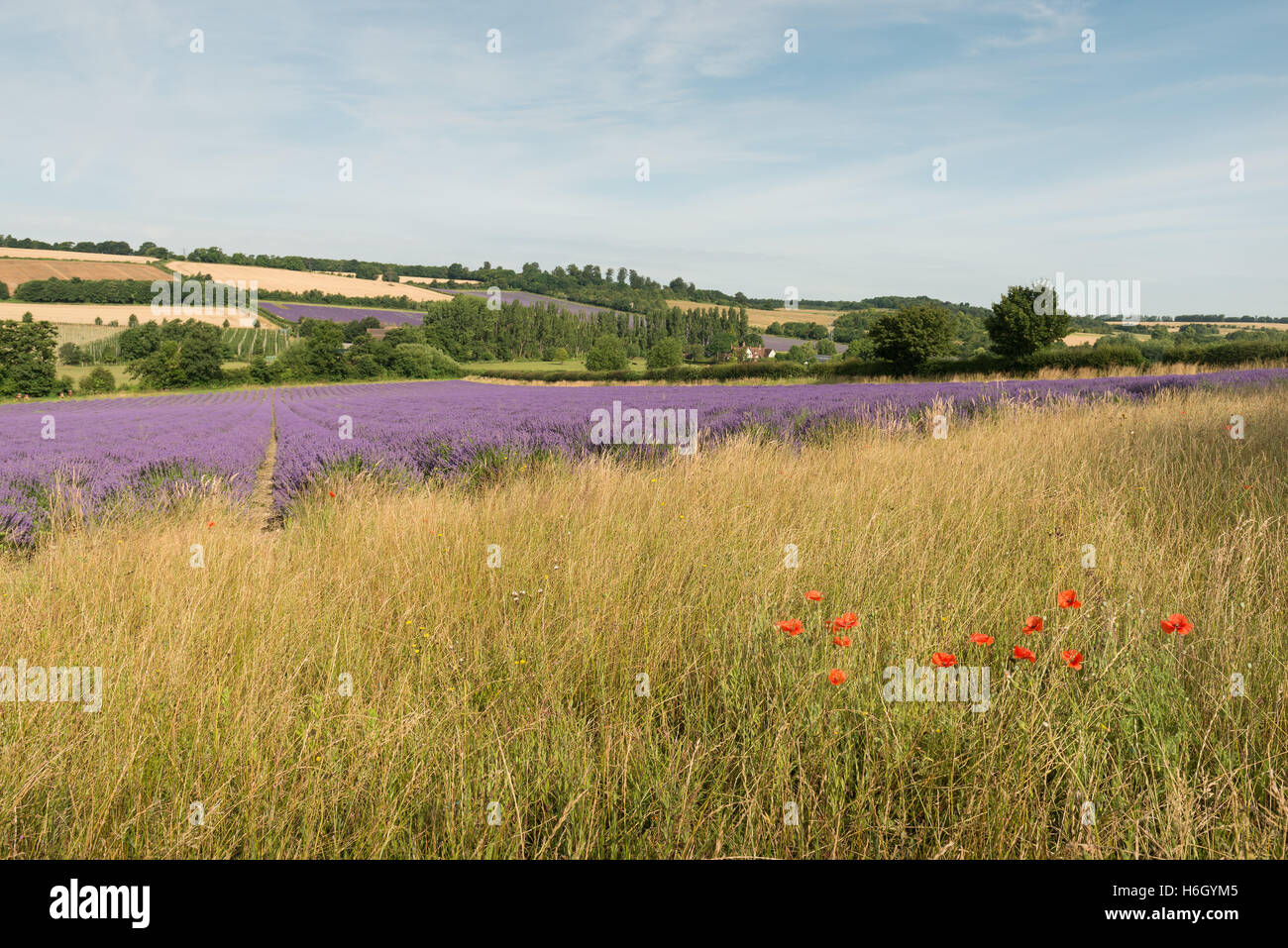 Lavender and poppies hi-res stock photography and images - Alamy