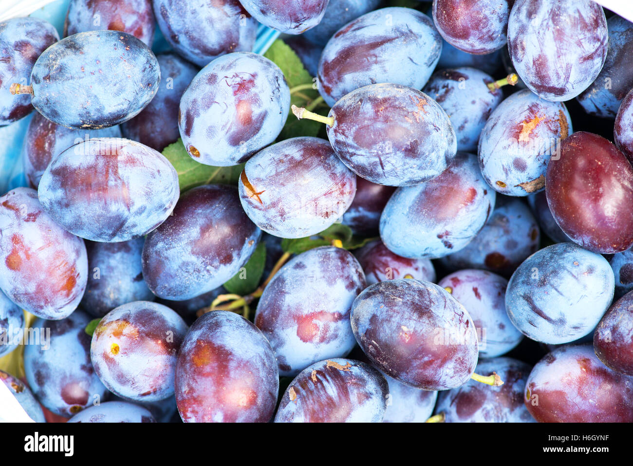 Tile plum hi-res stock photography and images - Alamy
