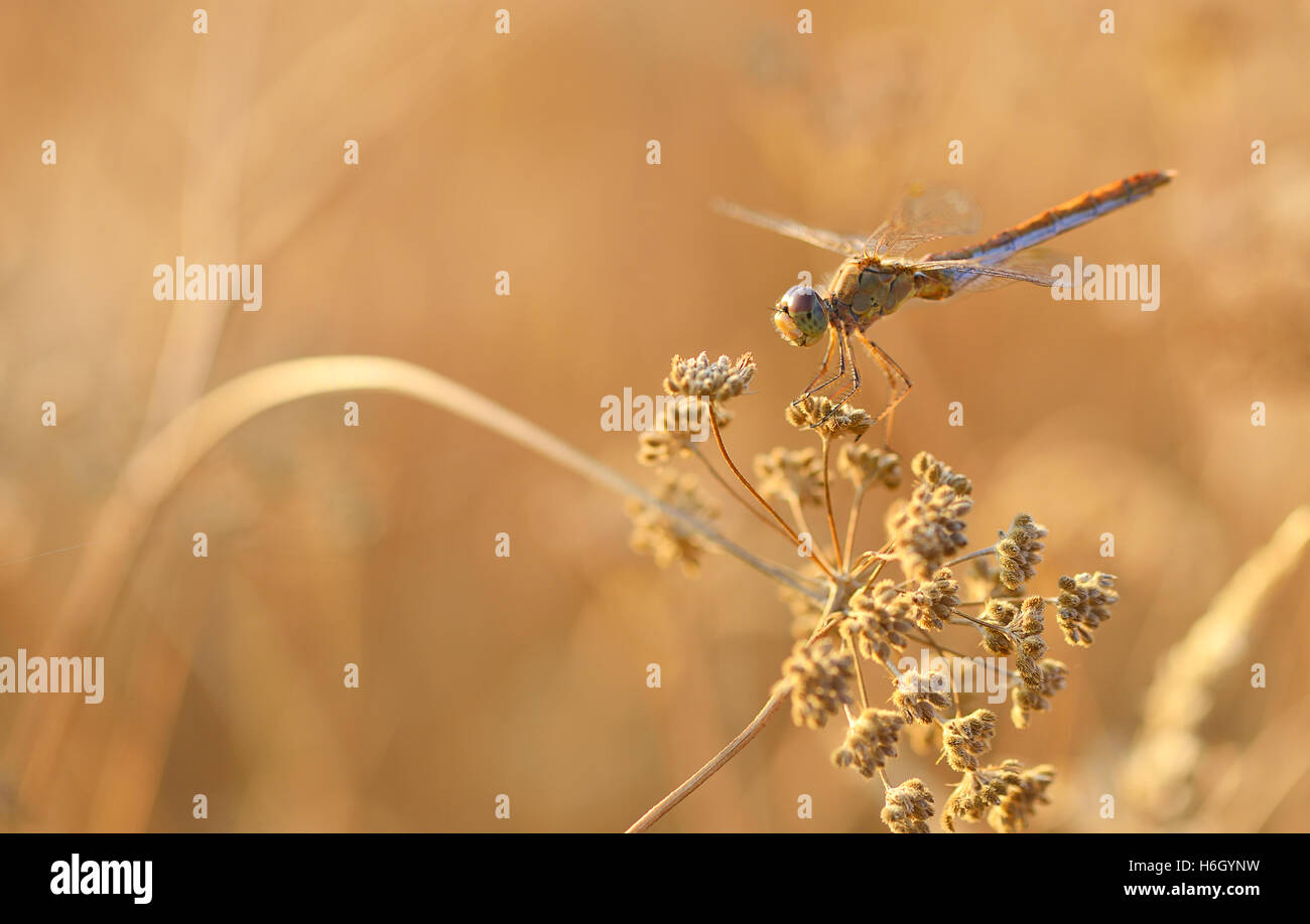 Dragonfly outdoor hi-res stock photography and images - Alamy