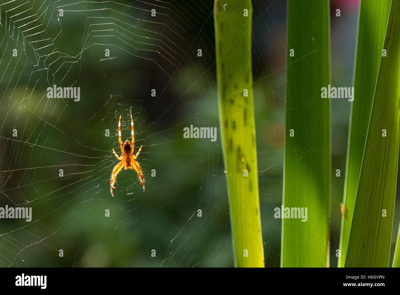 last sunrays of setting sun light up a garden spider Araneus diadematus ...