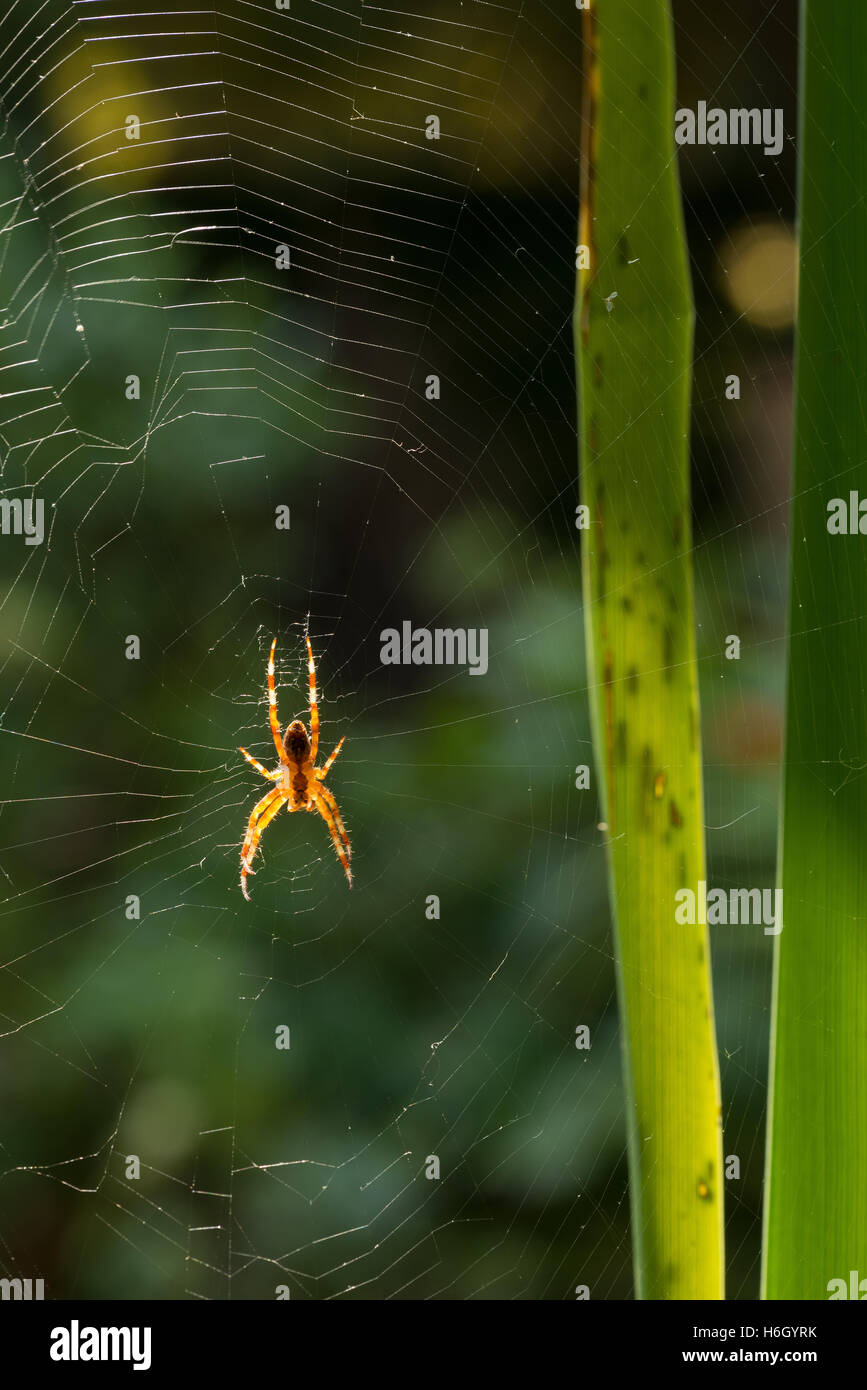 last sunrays of setting sun light up a garden spider Araneus diadematus ...
