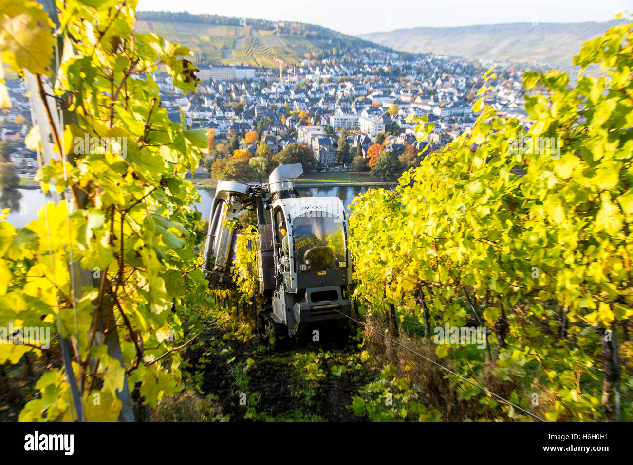 Wine growing on steep slopes hi-res stock photography and images - Alamy
