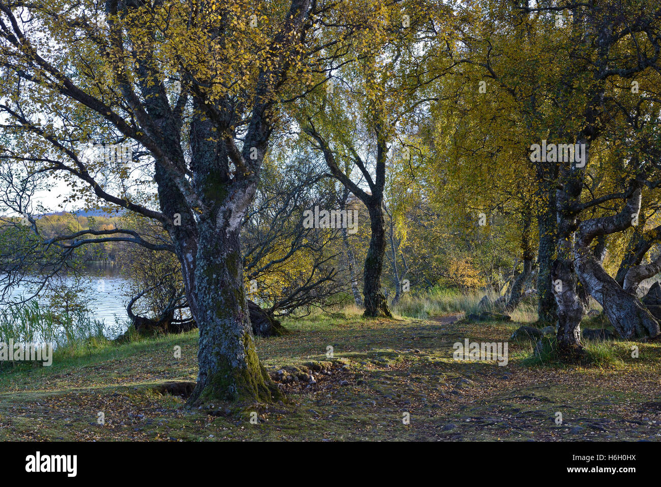 Muir of Dinnet National Nature Reserve Cairngorms National Park ...