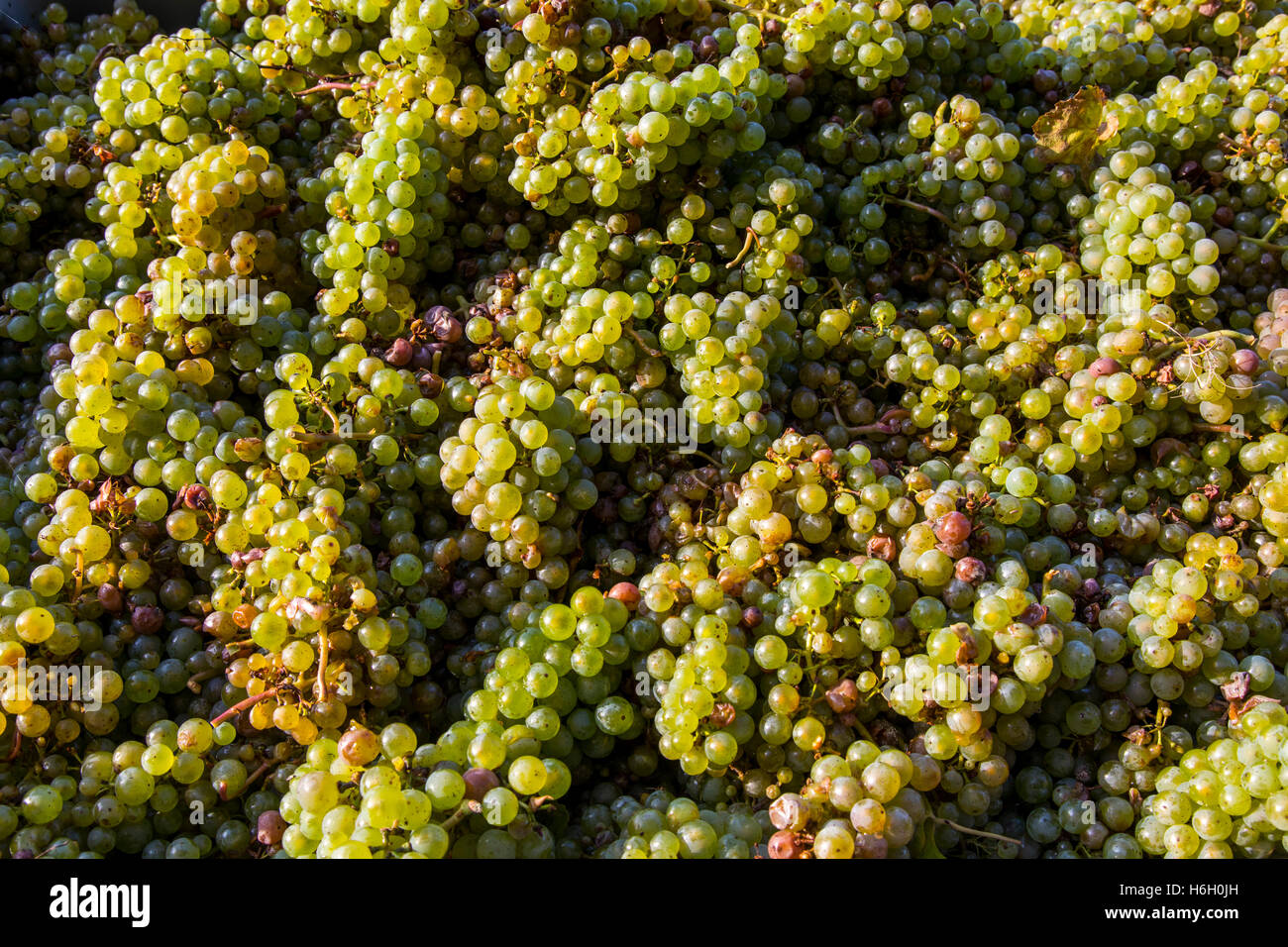 Landscape moselle river riesling vineyard hi-res stock photography and ...