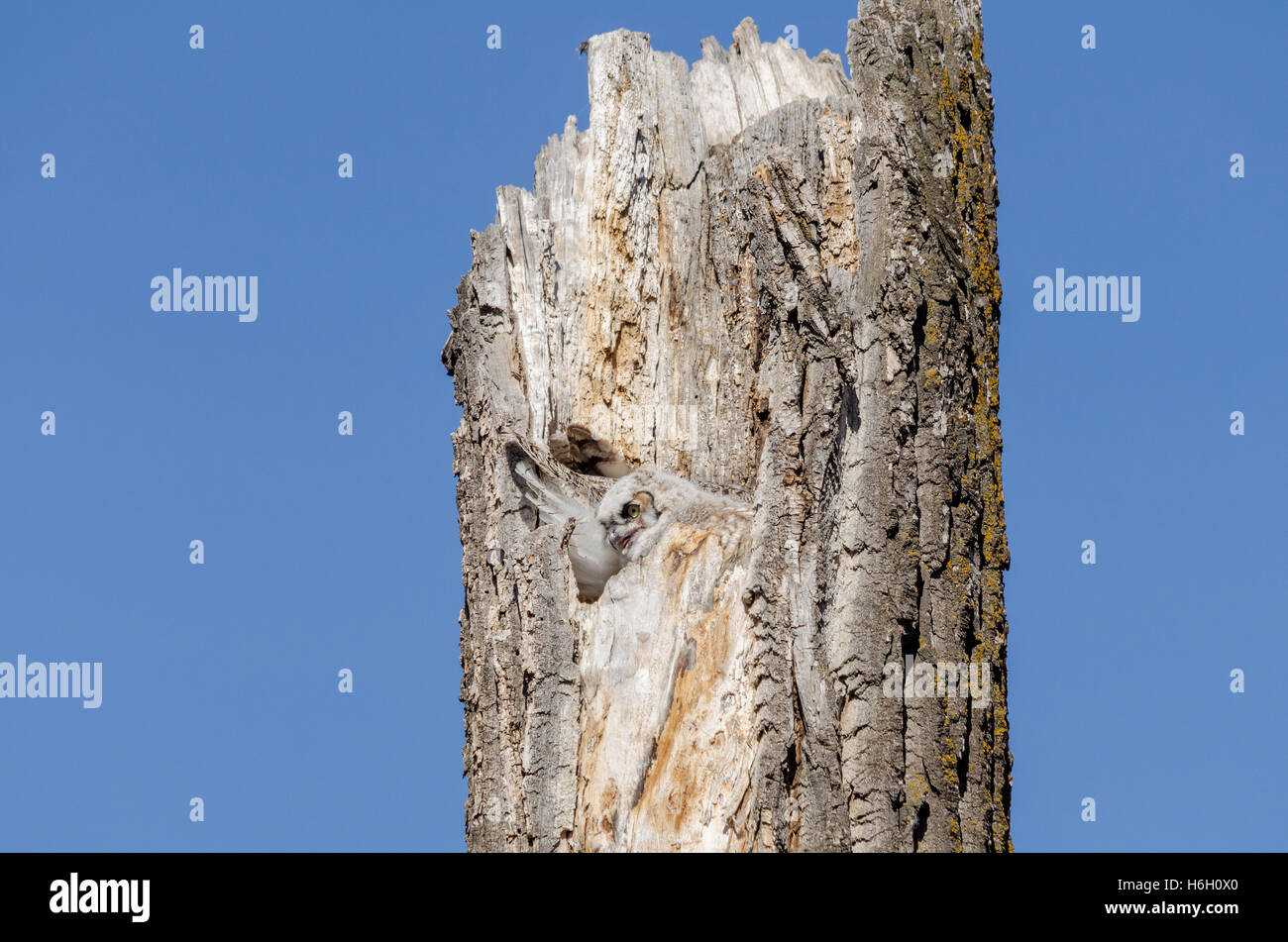 Baby owl mother hi-res stock photography and images - Alamy