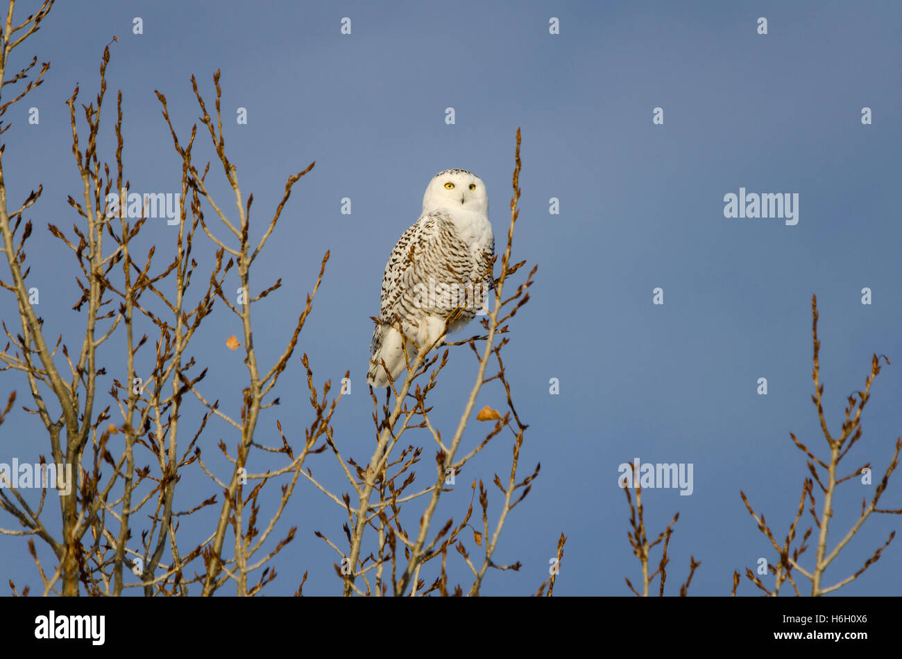 Snowy Owl perched on a thin tree branch, with blue sky behind. Taken in ...