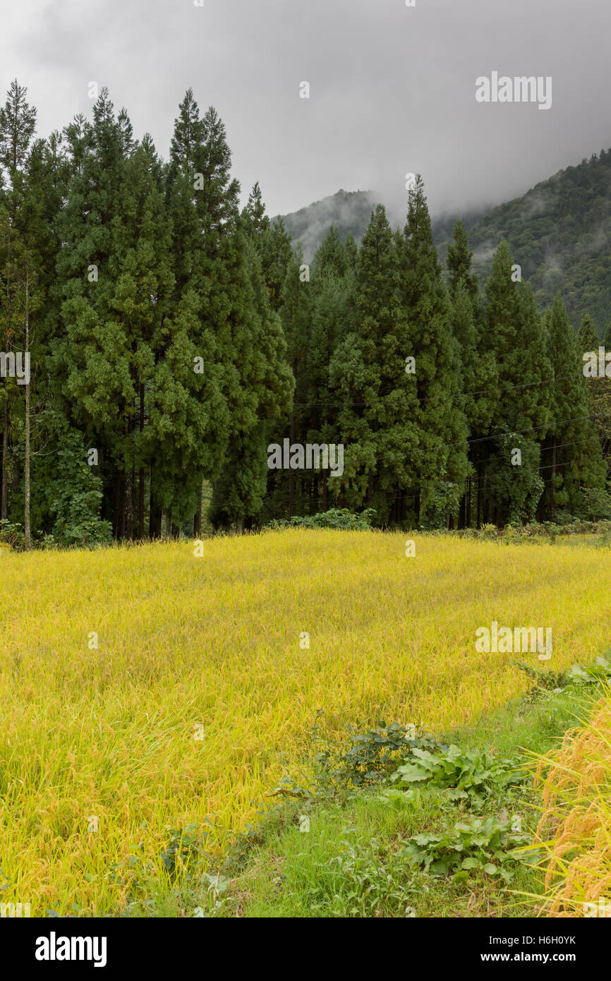 Rice field borders forest in Shirakawago Stock Photo - Alamy