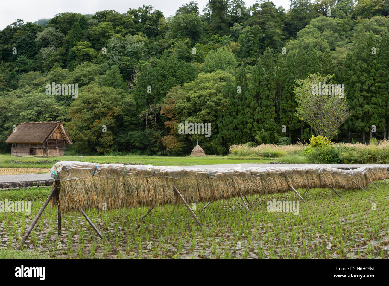 Rice stalks hang to dry over the paddy Stock Photo - Alamy