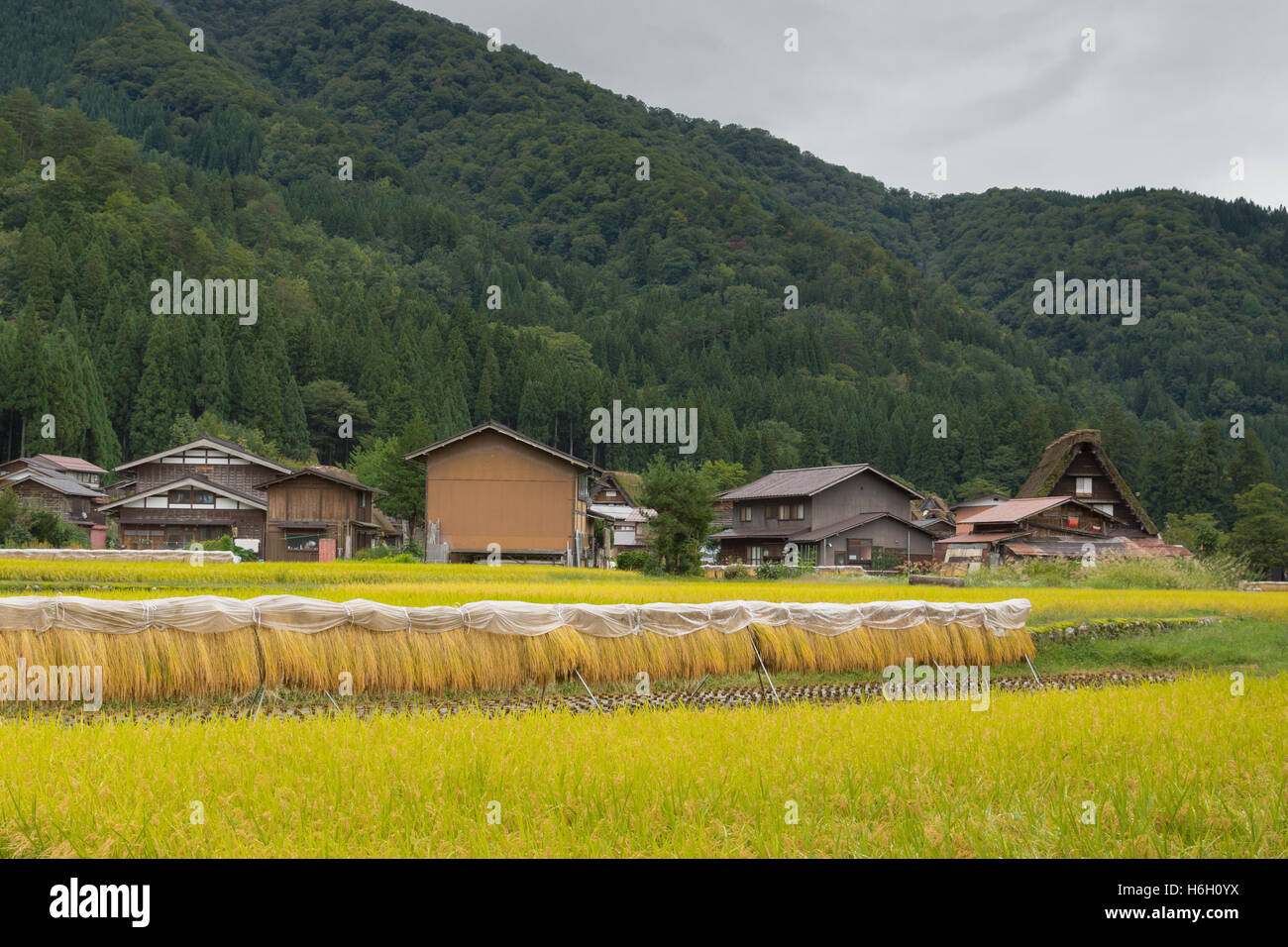 Hanging Rice High Resolution Stock Photography and Images - Alamy