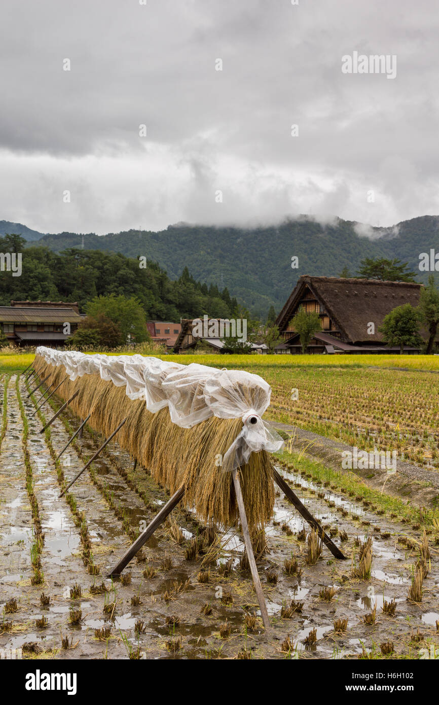 Line of drying rice stalks on paddy Stock Photo - Alamy