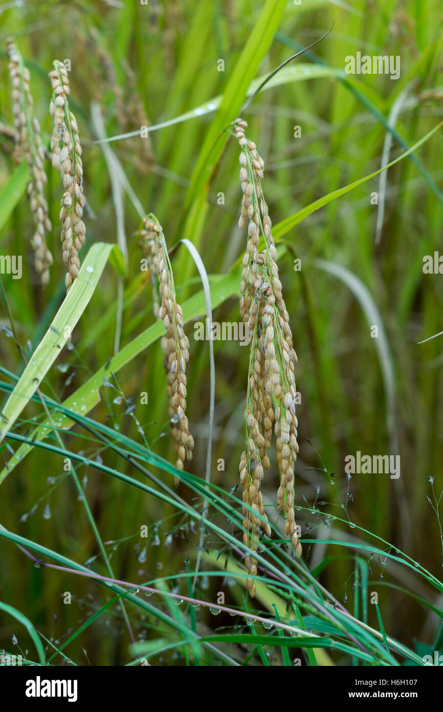 Rice stalk hi-res stock photography and images - Alamy