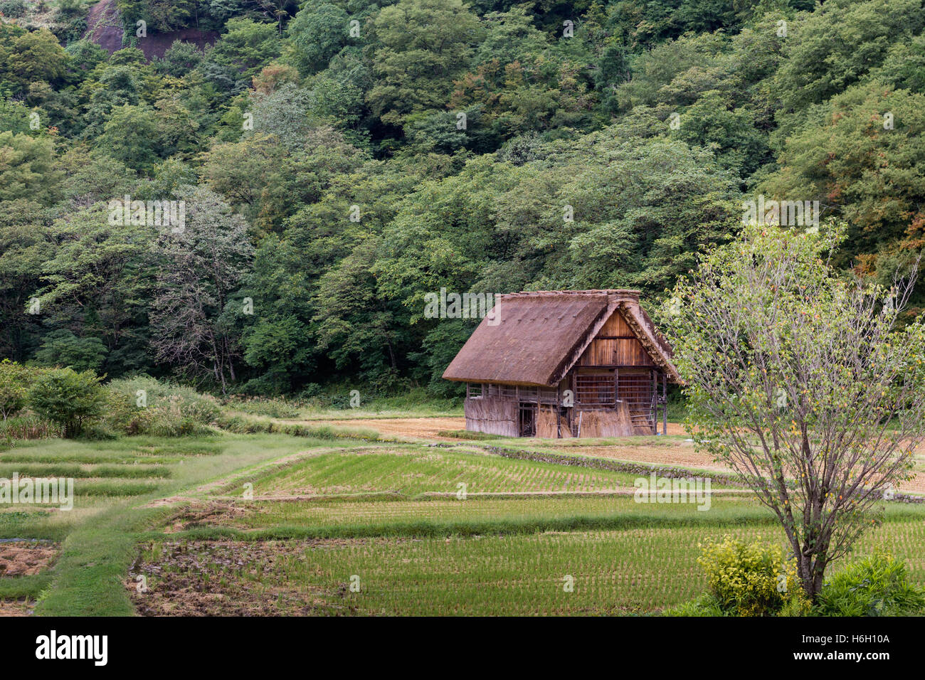 Brown barn in Shirakawago Stock Photo - Alamy