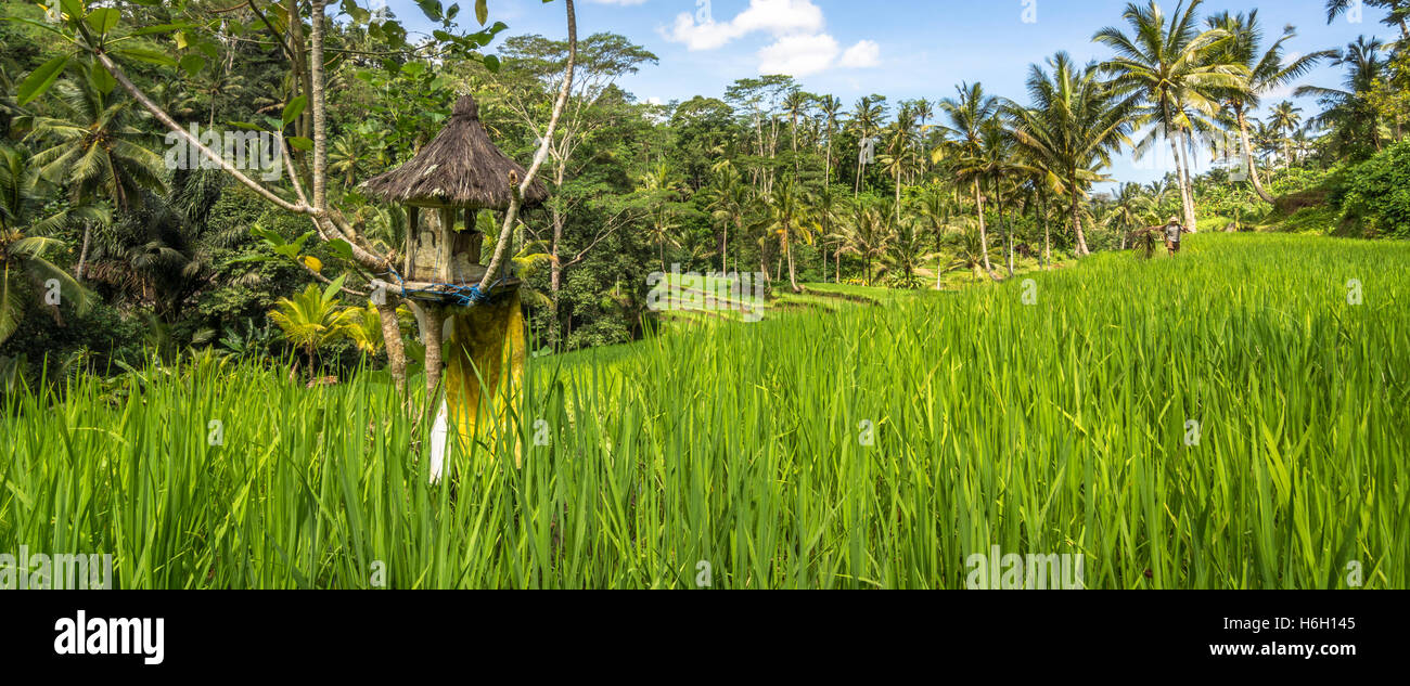 Rice paddy fields at the entrance to Gunung Kawi Temple in Tampaksiring ...