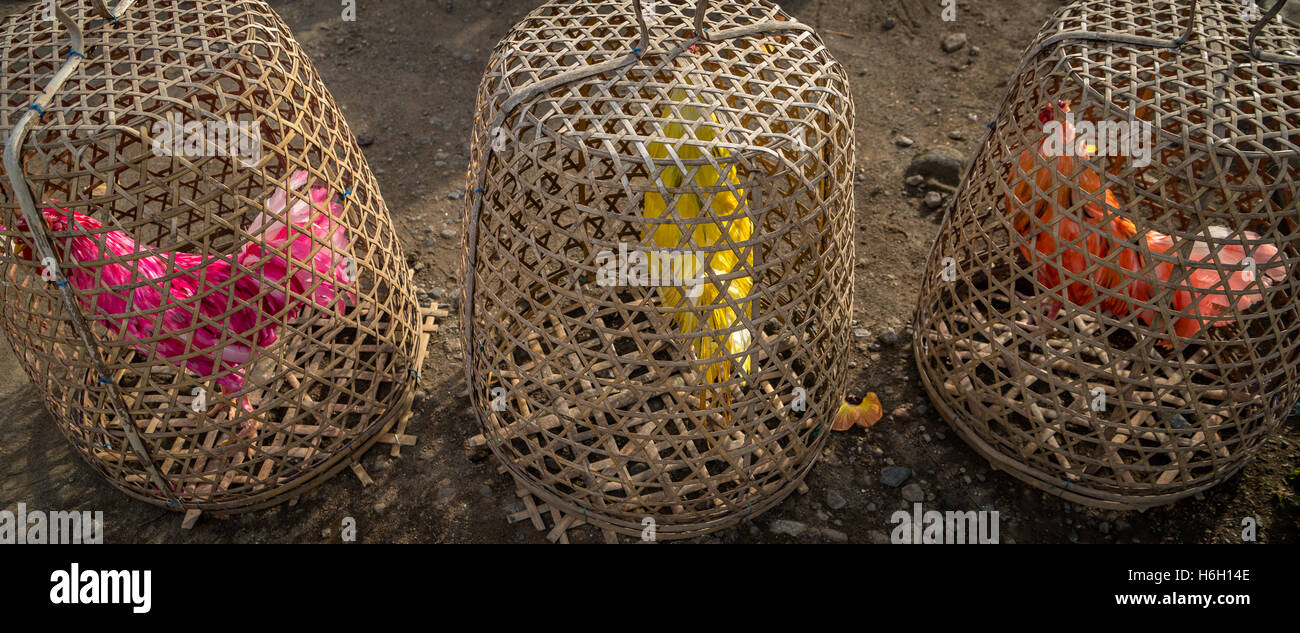Spray painted in vibrant colours, these chicken were stored in weave ...
