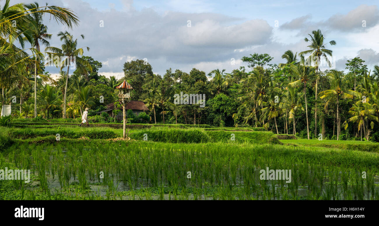 A small example of the famous rice paddy fields that are spread ...