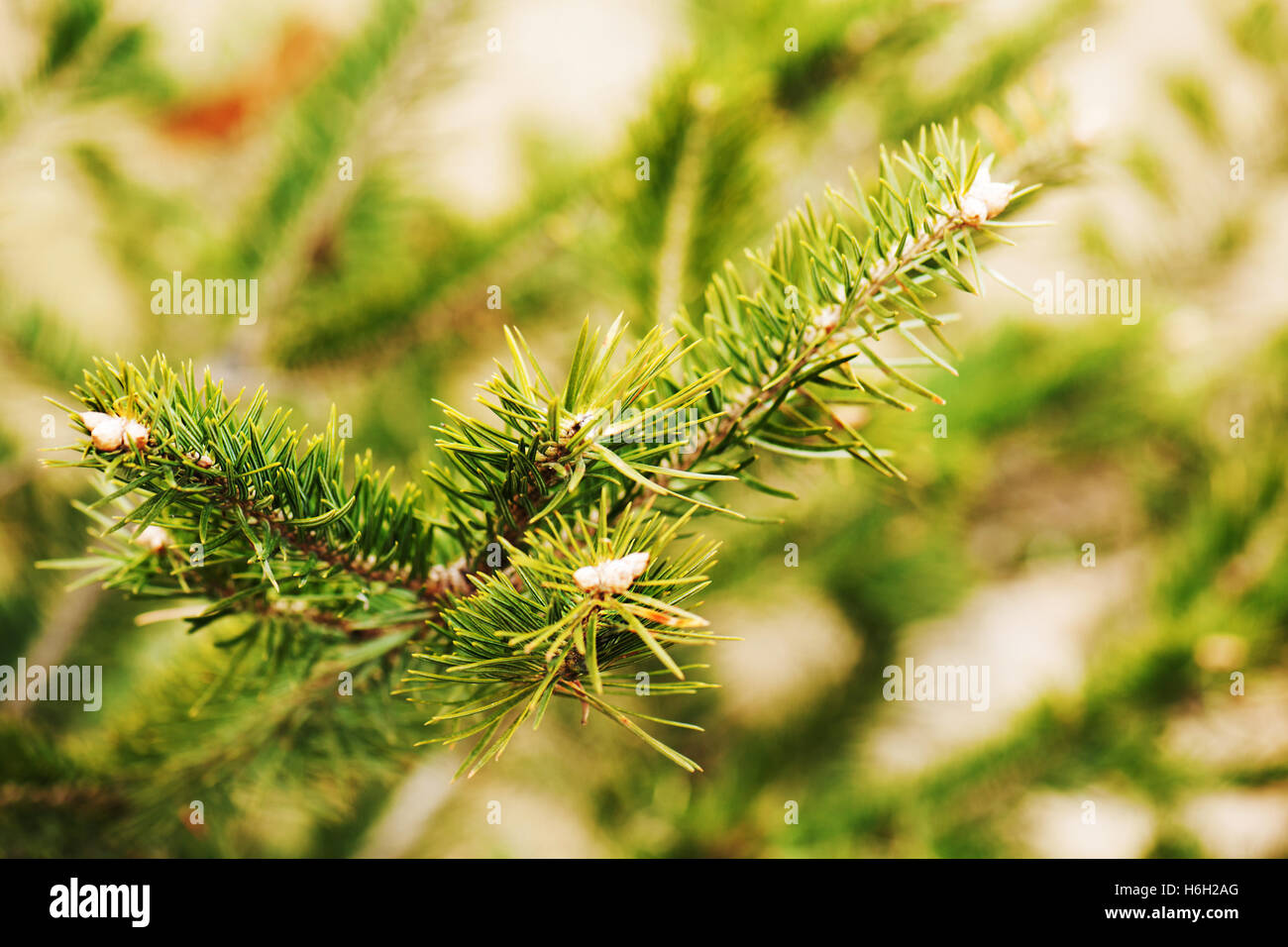 Green branch of the pine tree. Close up photo Stock Photo - Alamy