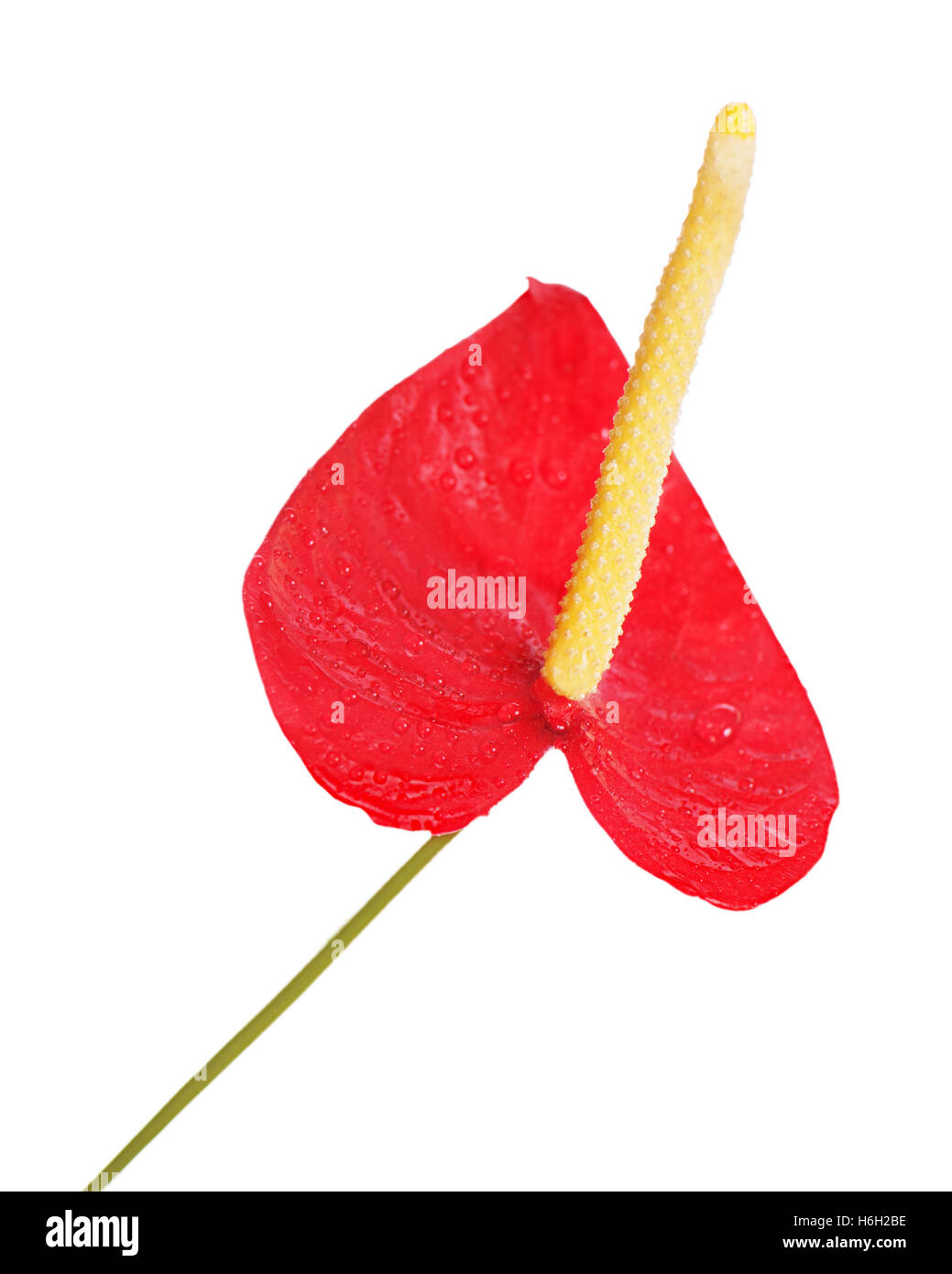 Anturium hi-res stock photography and images - Alamy